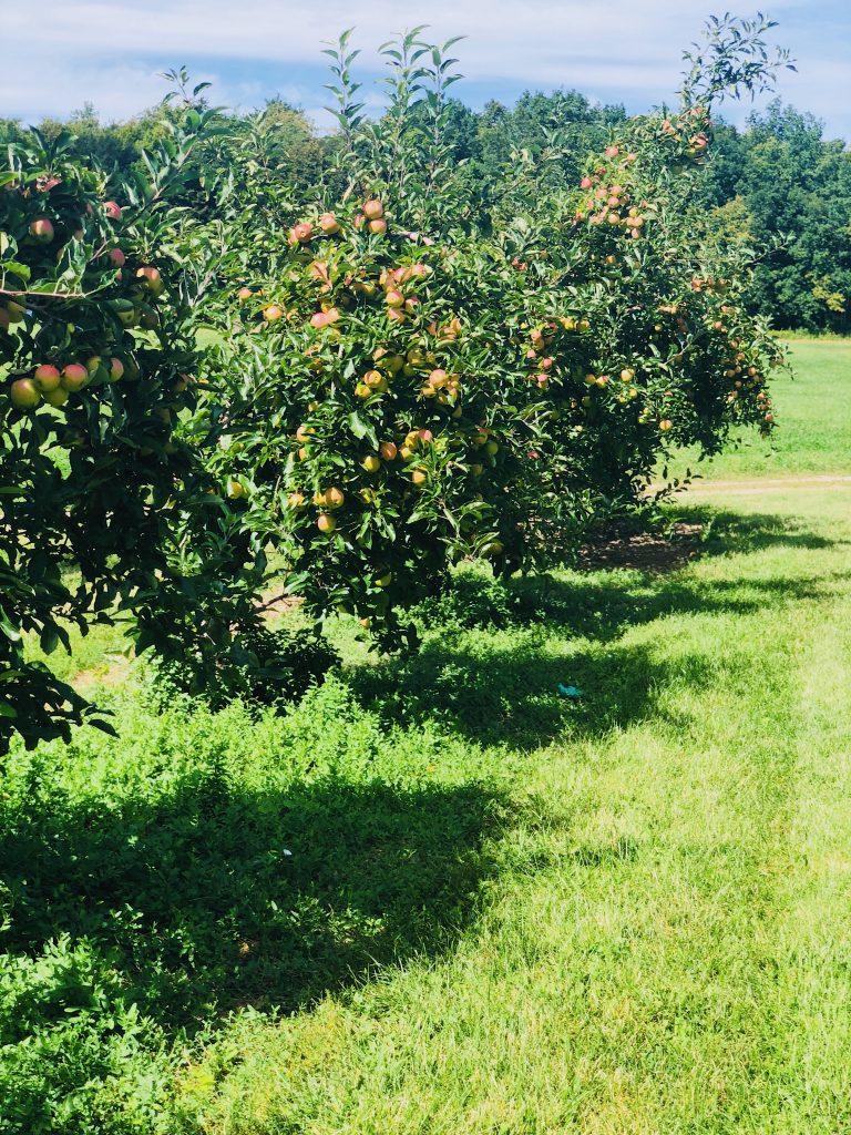 APPLE PICKING IN BECKER FARMS | Totally MOM-Sense