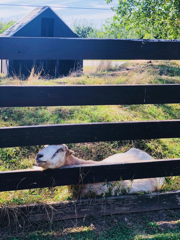 APPLE PICKING IN BECKER FARMS | Totally MOM-Sense
